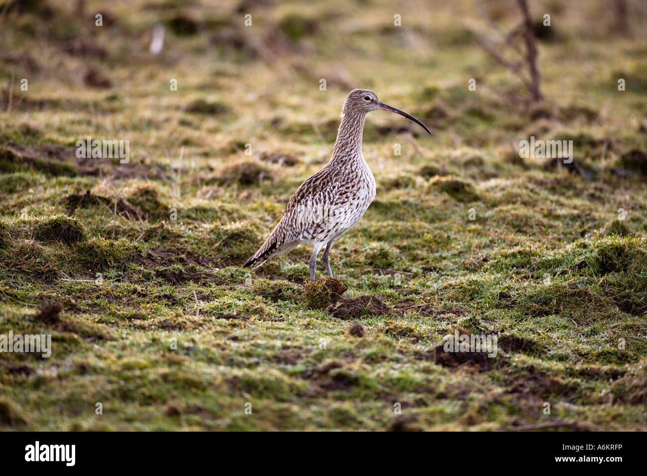 Curlew on moorland in Spring North Wales Stock Photo - Alamy
