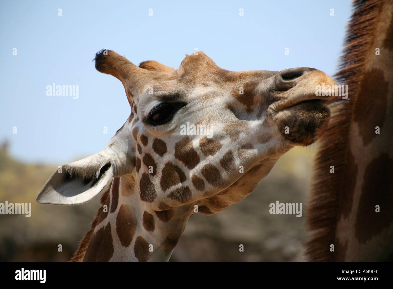 Giraffe at Taronga Zoo, Sydney, Australia Stock Photo - Alamy