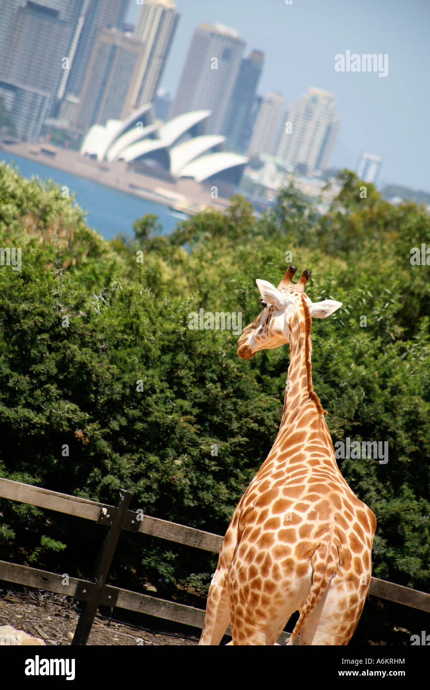 Giraffe at Taronga Zoo, Sydney, Australia Stock Photo - Alamy