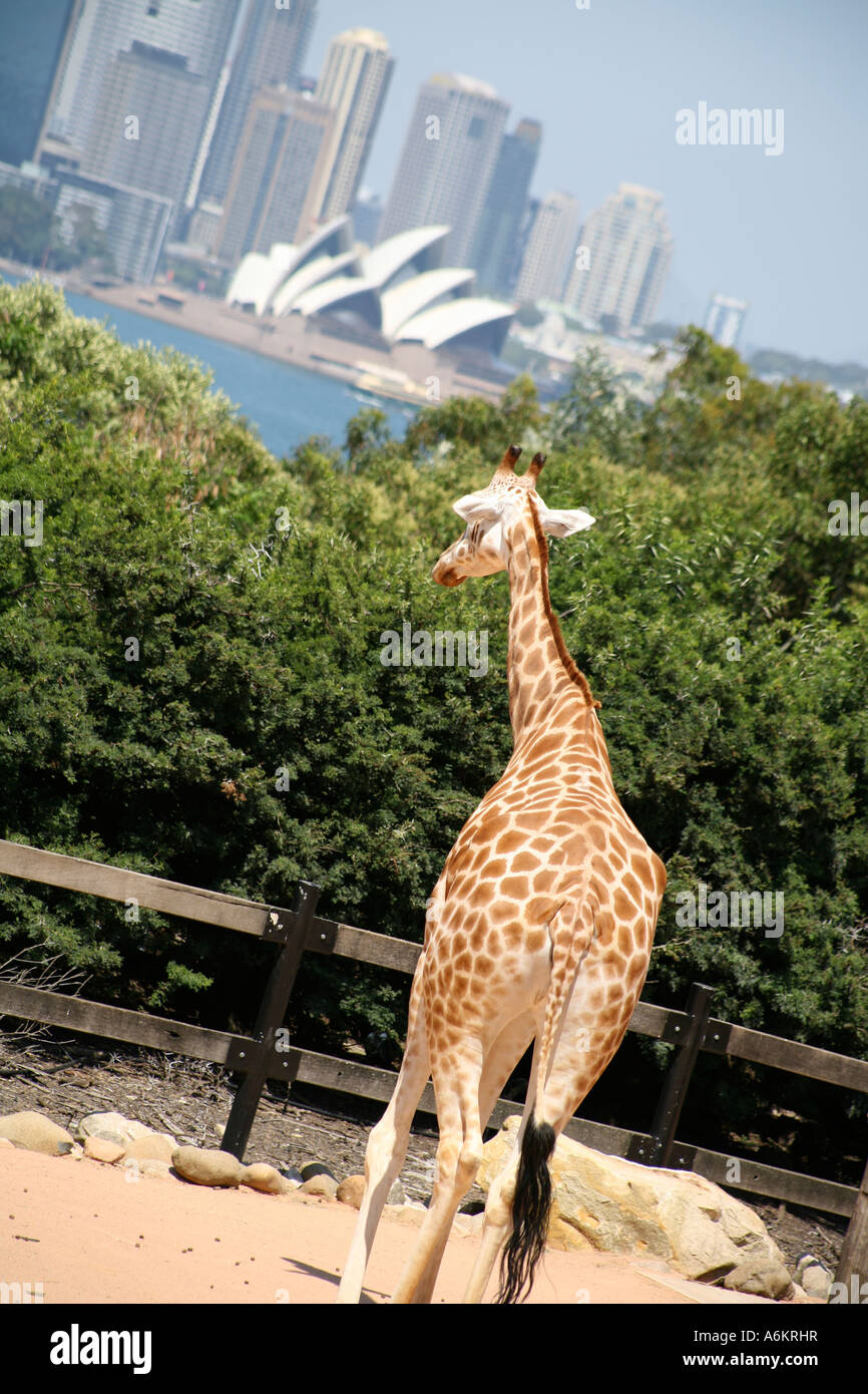 Giraffe at Taronga Zoo, Sydney, Australia Stock Photo - Alamy