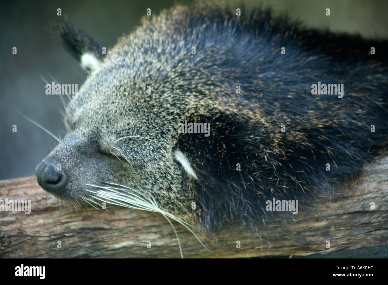 Binturong bearcat sleeping in zoo hi-res stock photography and images ...