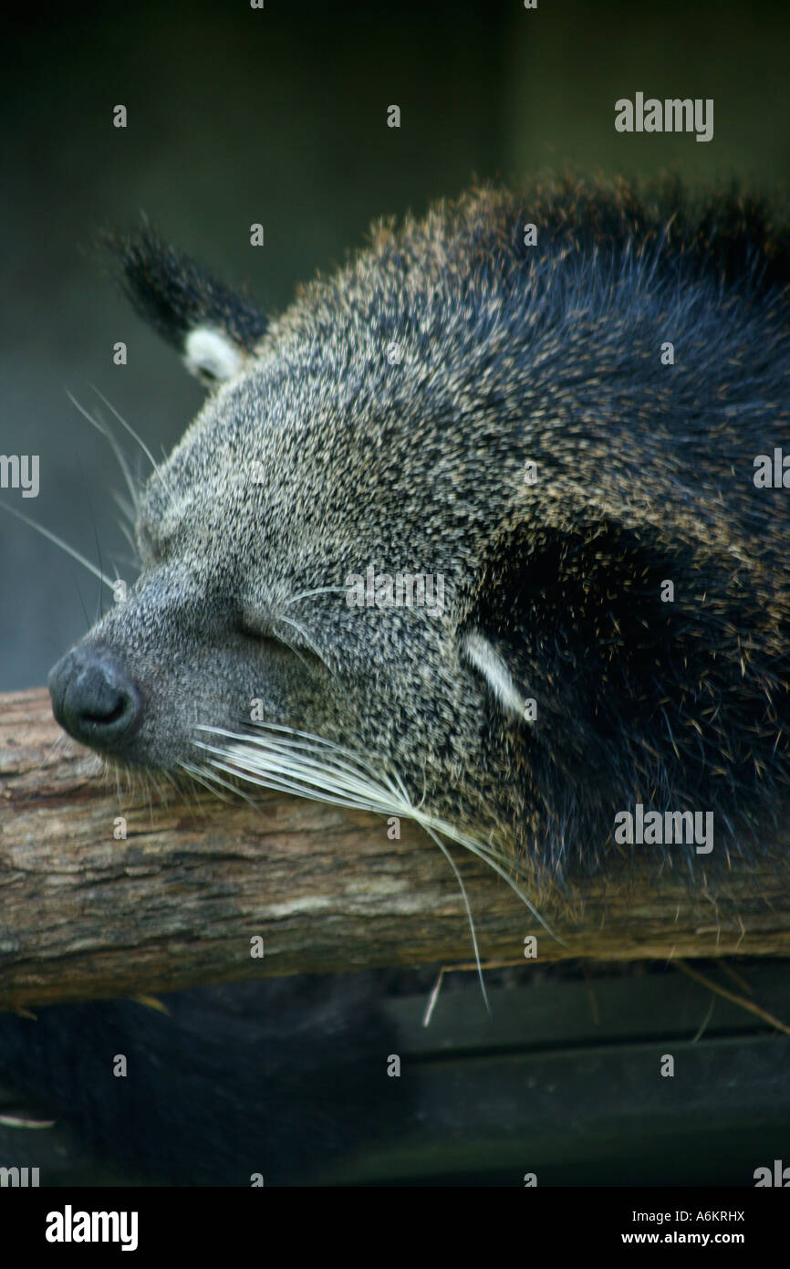Binturong bearcat sleeping in zoo hi-res stock photography and images ...