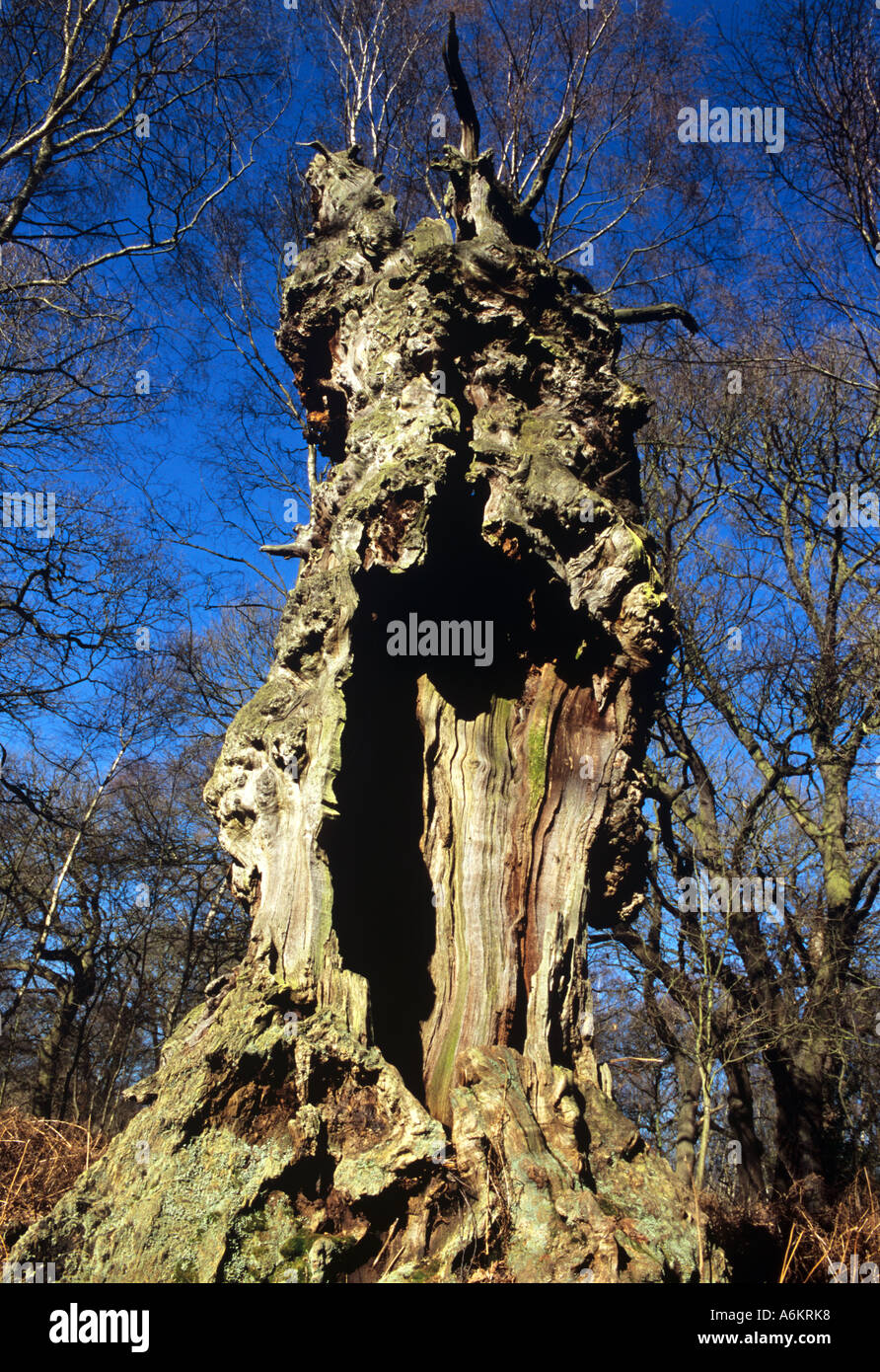 Old Oak Tree Sherwood Forest Nottinghamshire England Stock Photo - Alamy