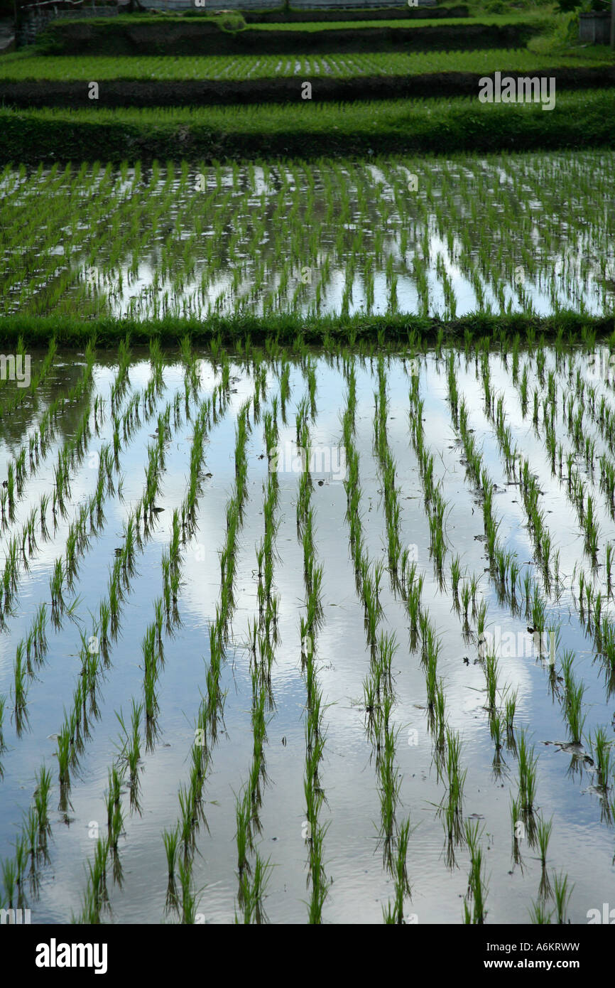 Freshly planted rice fields in Ubud, Bali, Indonesia Stock Photo - Alamy