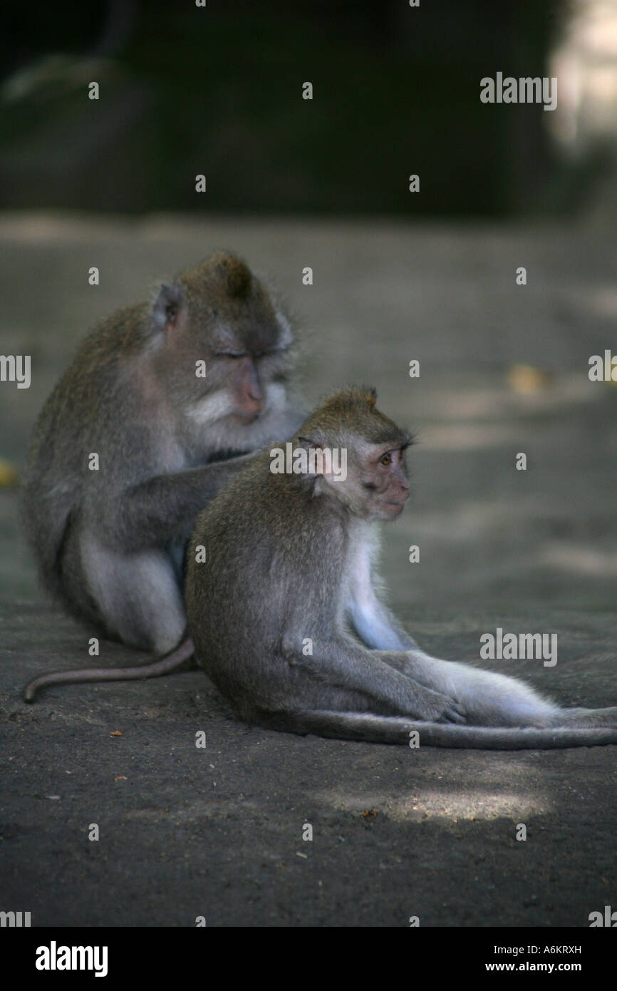 Monkeys at the Monkey Forest Sanctuary, Ubud, Bali, Indonesia Stock ...