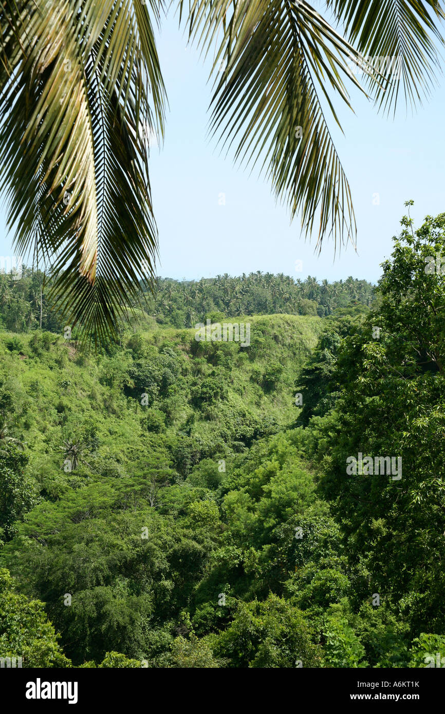 Forest and valley in Ubud, Bali, Indonesia Stock Photo - Alamy
