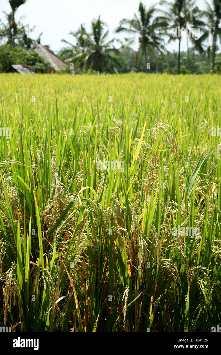 Rice fields in Ubud, Bali, Indonesia Stock Photo - Alamy