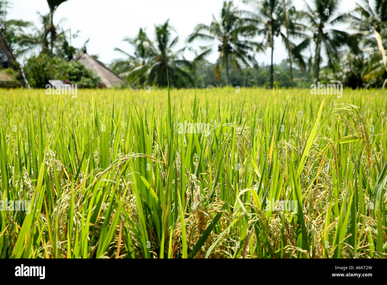 Rice fields in Ubud, Bali, Indonesia Stock Photo - Alamy