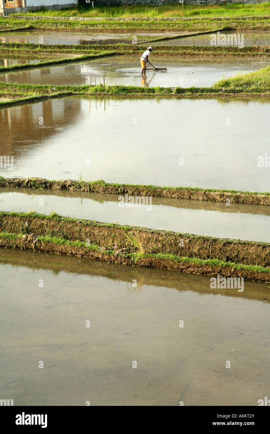 Freshly planted rice fields in Ubud, Bali, Indonesia Stock Photo - Alamy