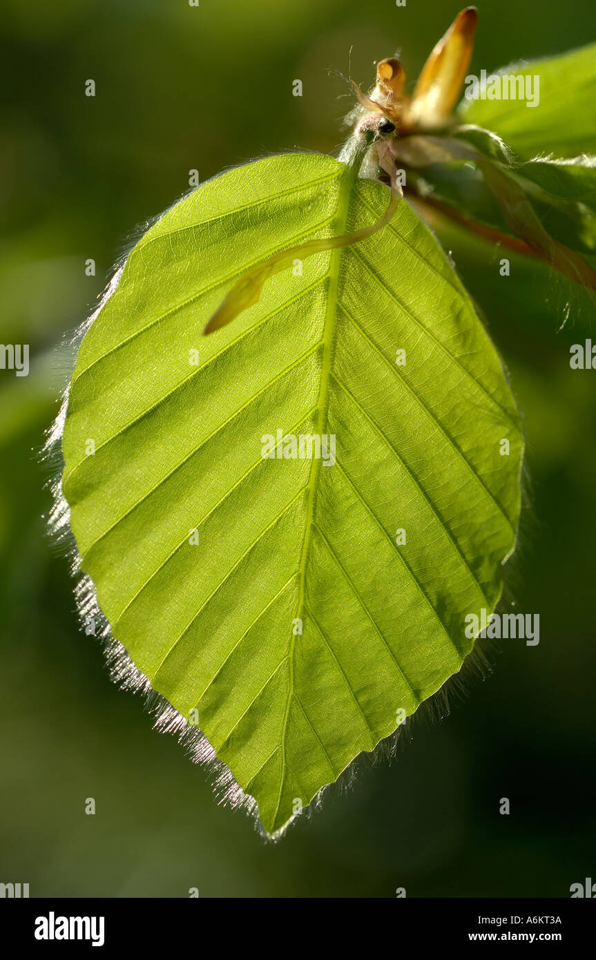 Young beech leave trees hi-res stock photography and images - Alamy