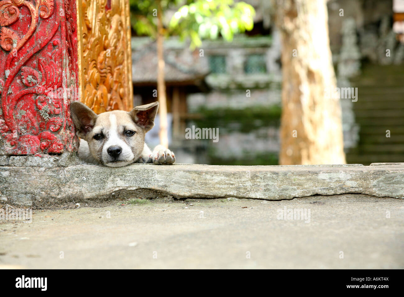 Cute puppy at temple in Bali, Indonesia Stock Photo - Alamy