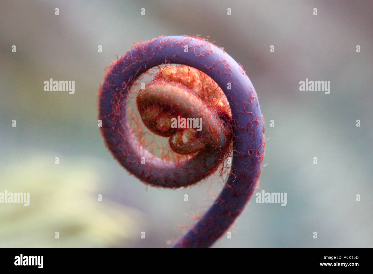 opening fern frond Stock Photo - Alamy