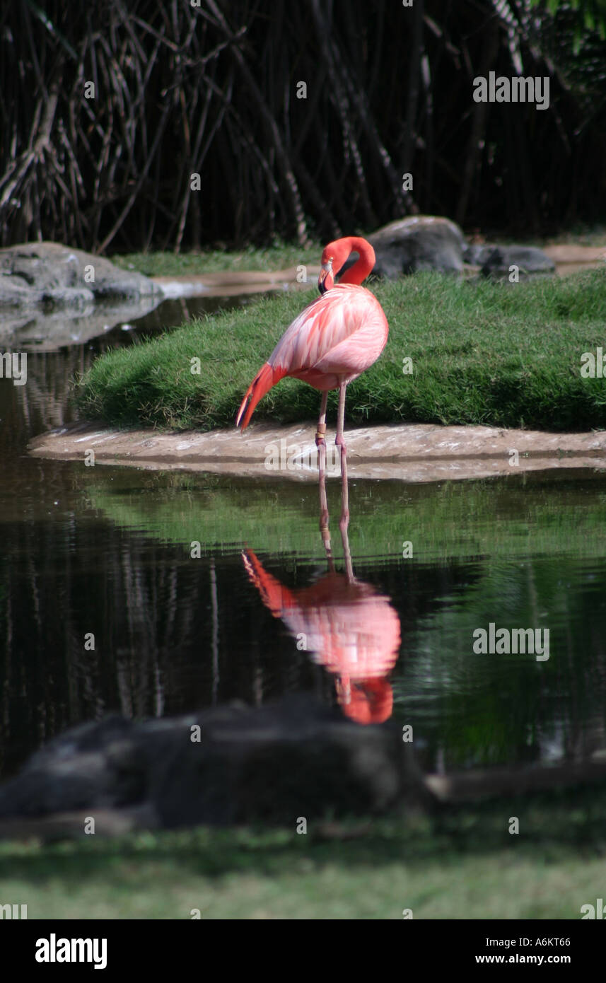 Flamingo with reflection Stock Photo - Alamy