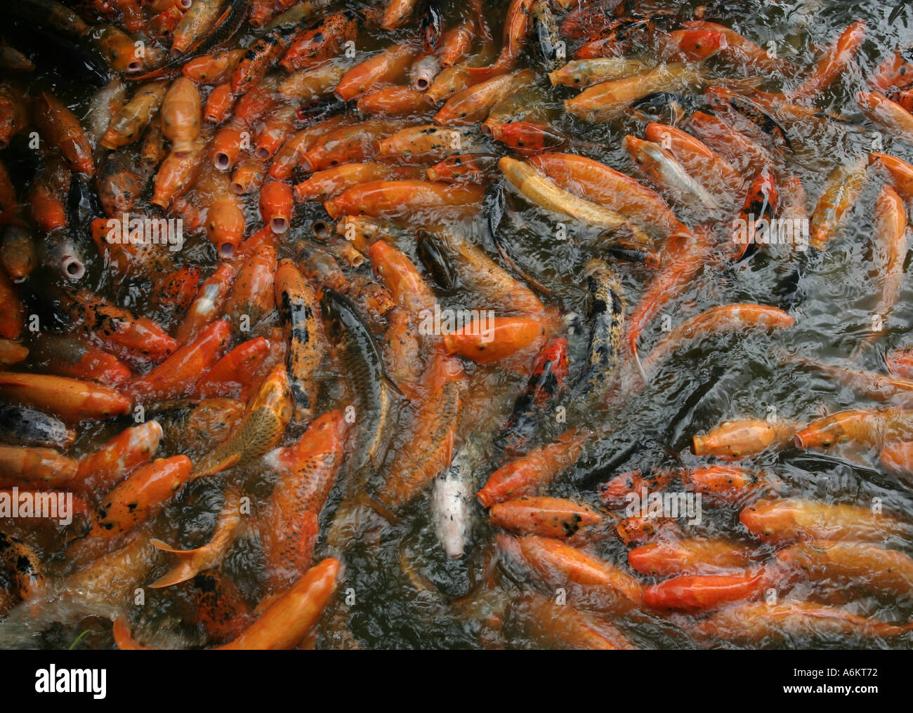 school of koi fish Stock Photo - Alamy