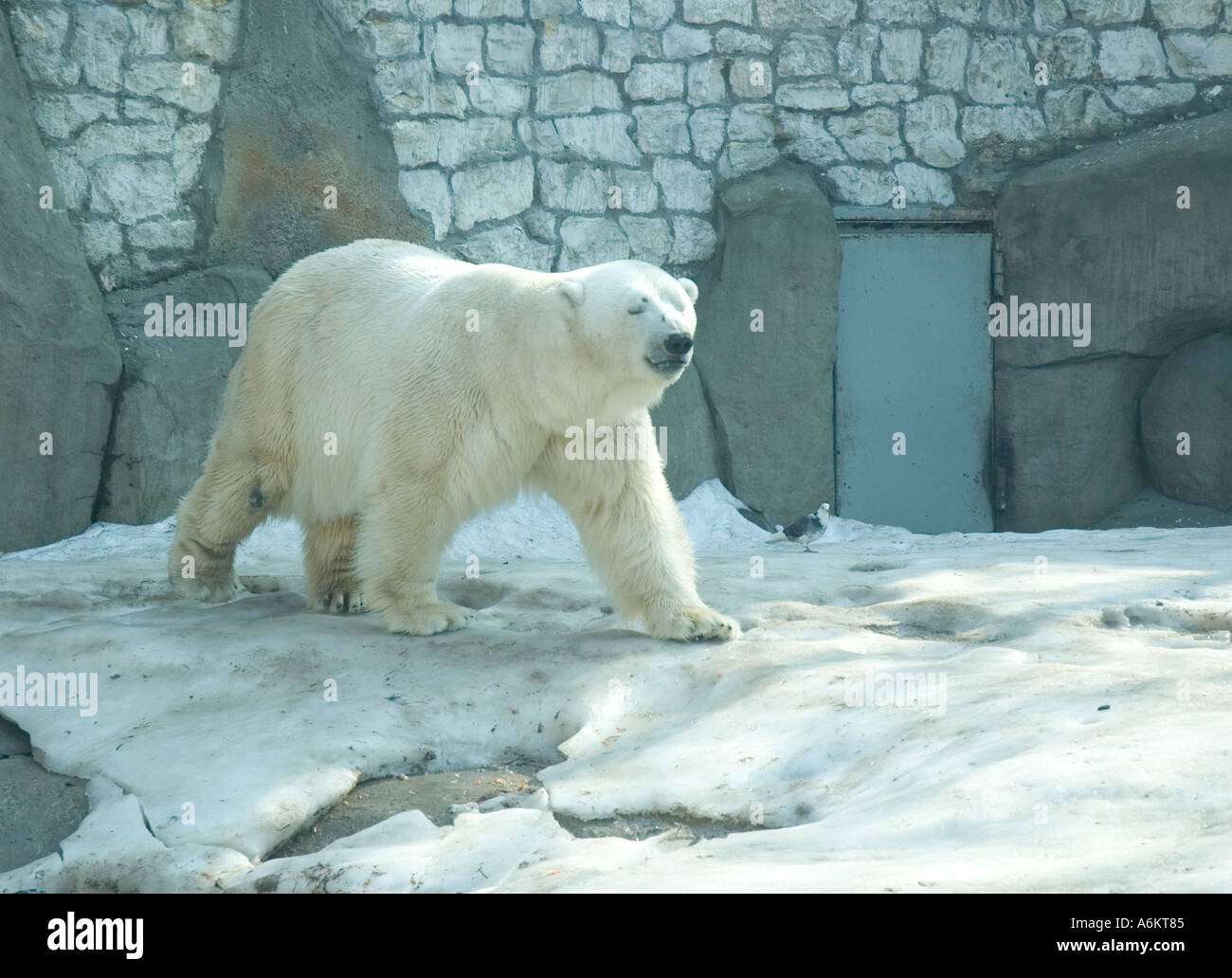A polar bear in Moscow Zoo Stock Photo - Alamy