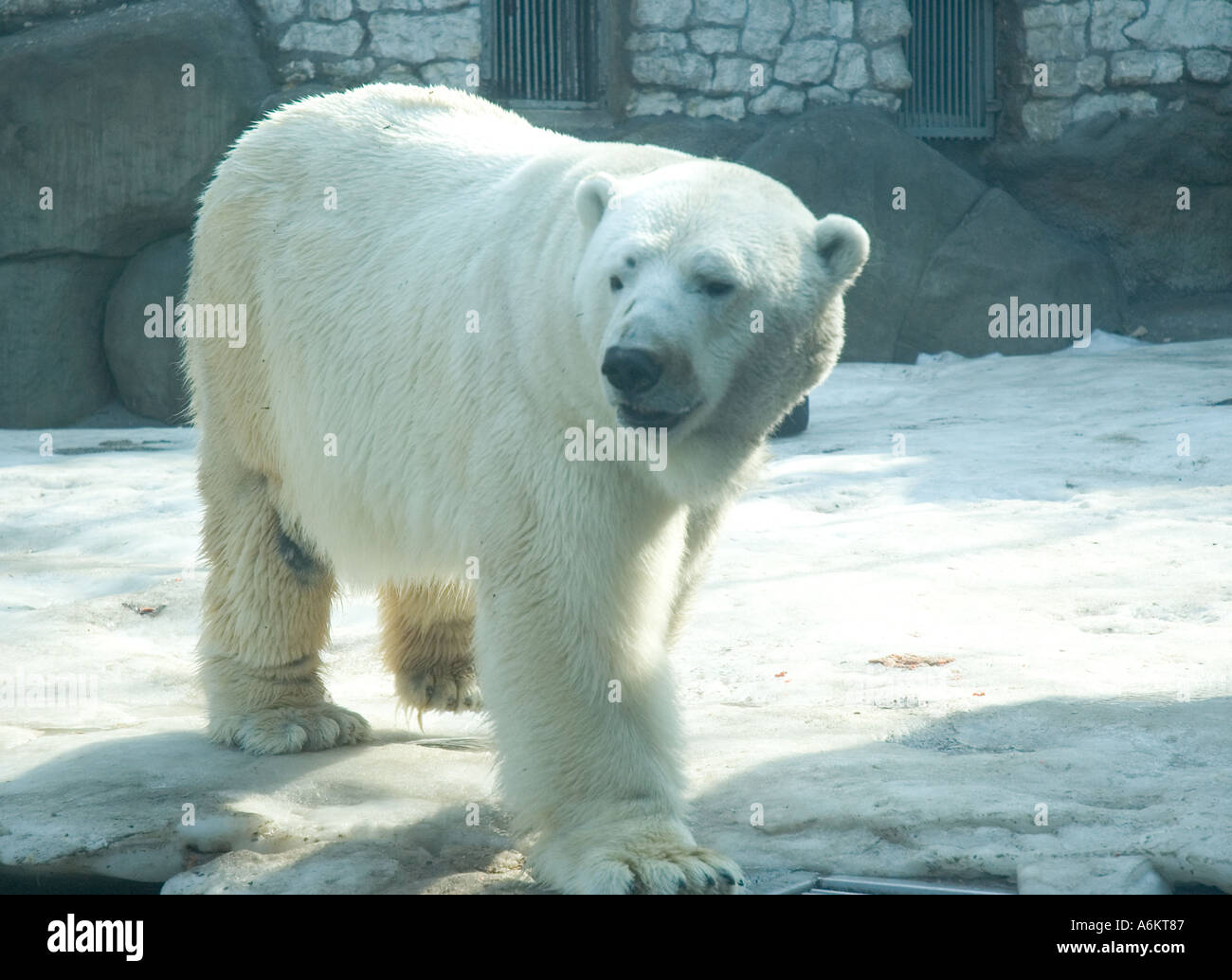 A polar bear in Moscow Zoo Stock Photo - Alamy