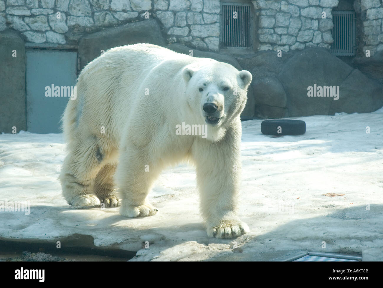 A polar bear in Moscow Zoo Stock Photo - Alamy