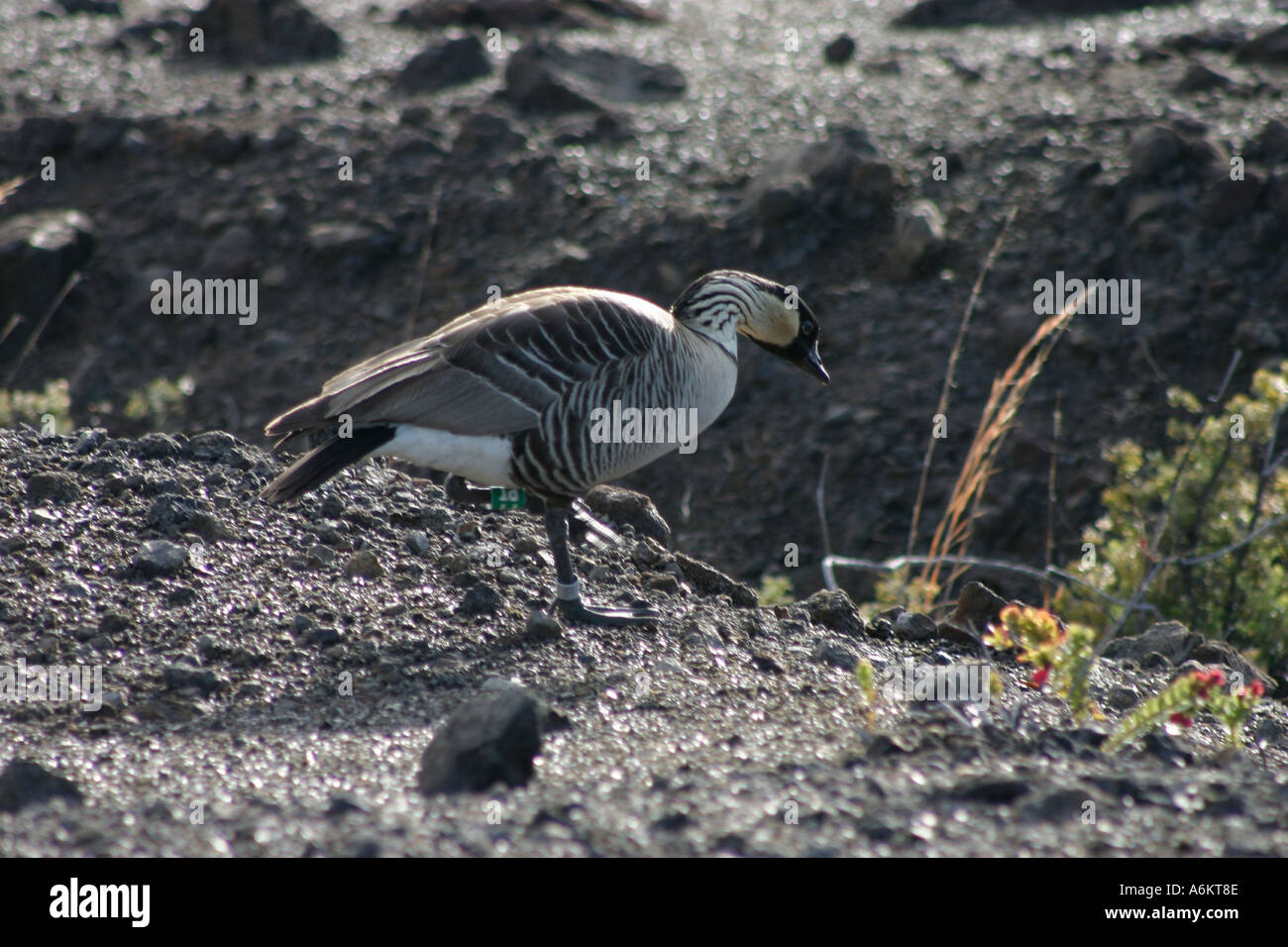 Endangered nene bird on volcanic slope Stock Photo - Alamy