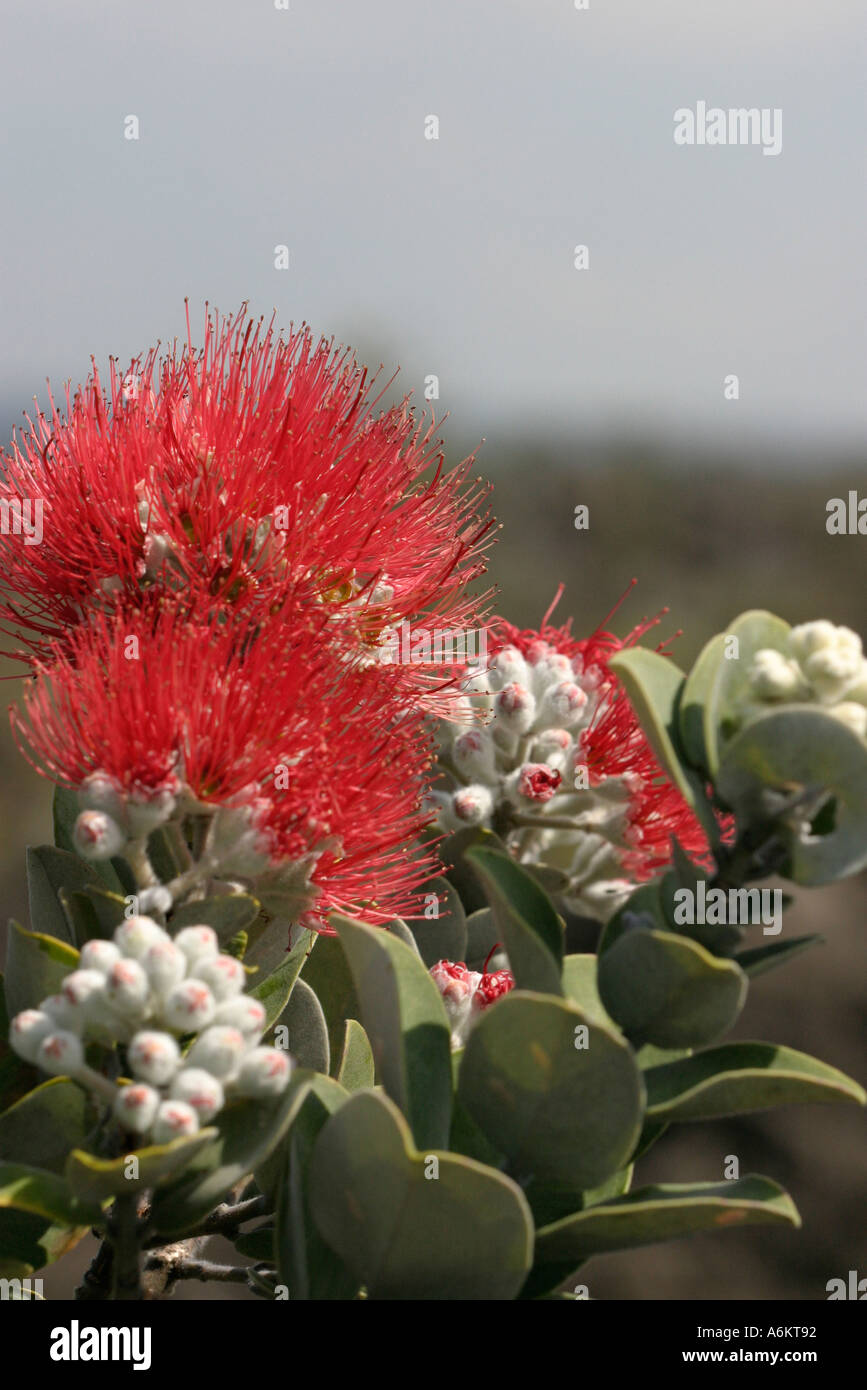 Red ohia flower hi-res stock photography and images - Alamy