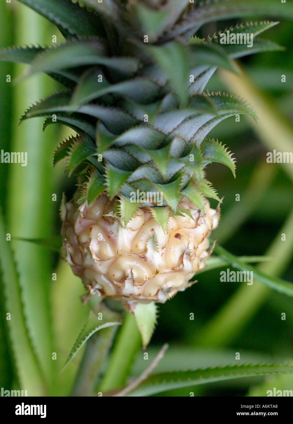 Pineapple sprout hi-res stock photography and images - Alamy