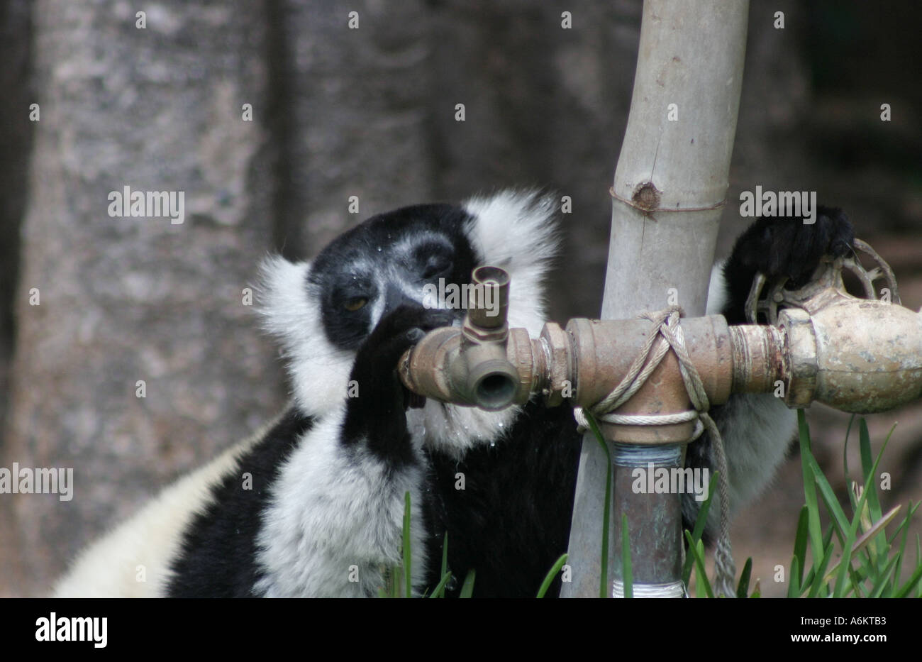 Lemur drinking from pipe Stock Photo - Alamy