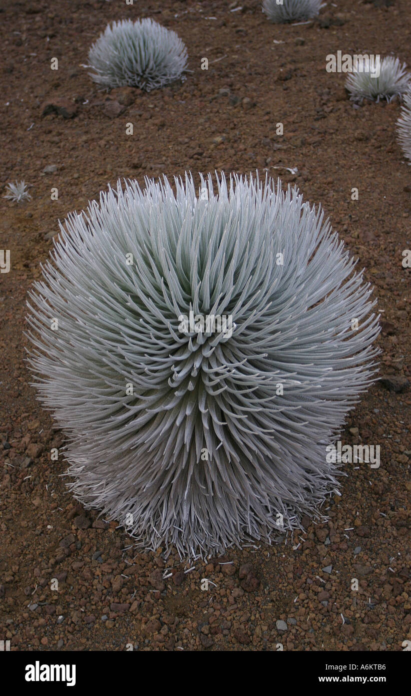 rare hawaiian silversword plant Stock Photo - Alamy