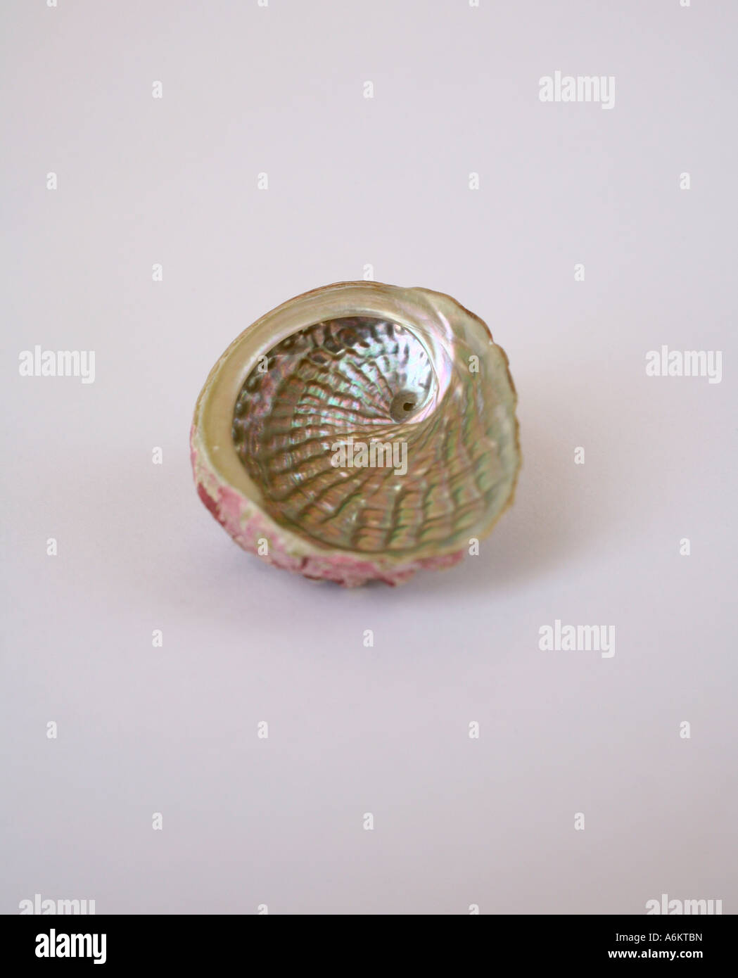 Abalone diver hi-res stock photography and images - Alamy