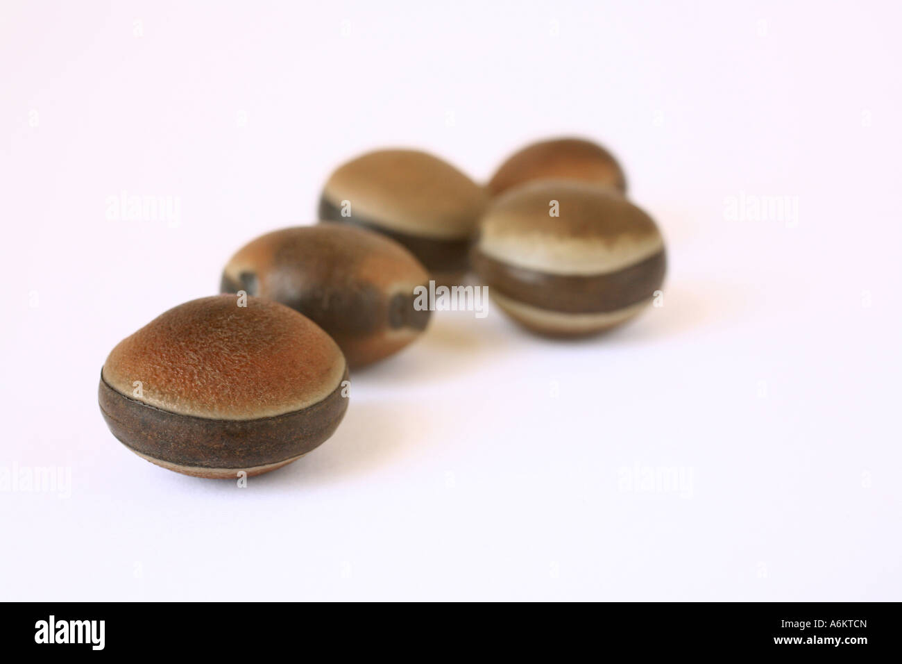 Hamburger Sea Bean (Mucuna [PACKET ONLY] – Frozen Seed, 48% OFF