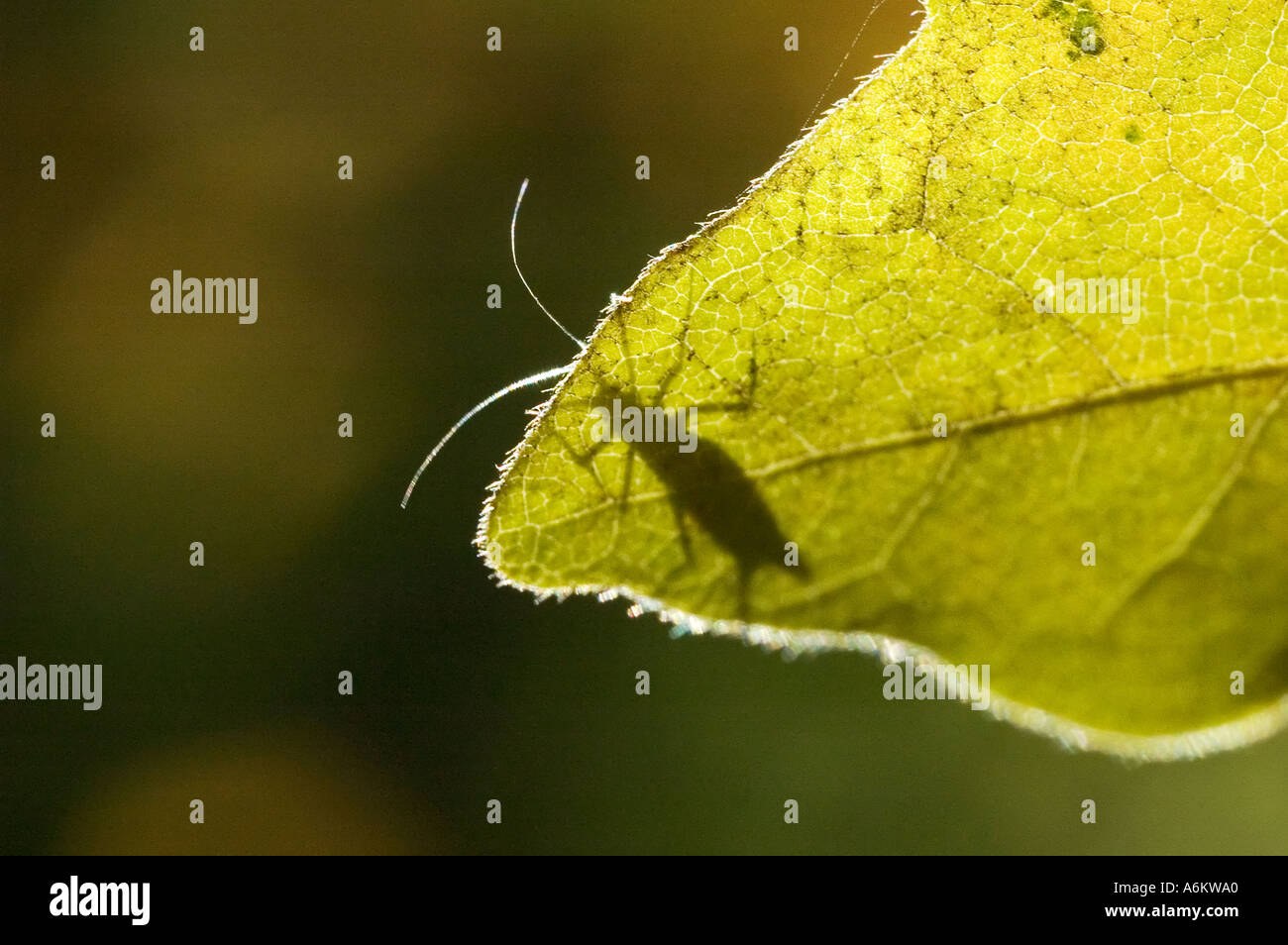 plant louse aphid on a maple leave Stock Photo - Alamy