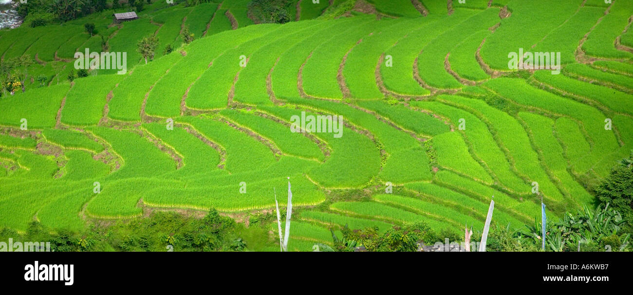 Landscape of rice terraces in Mongar Valley Bhutan Stock Photo - Alamy