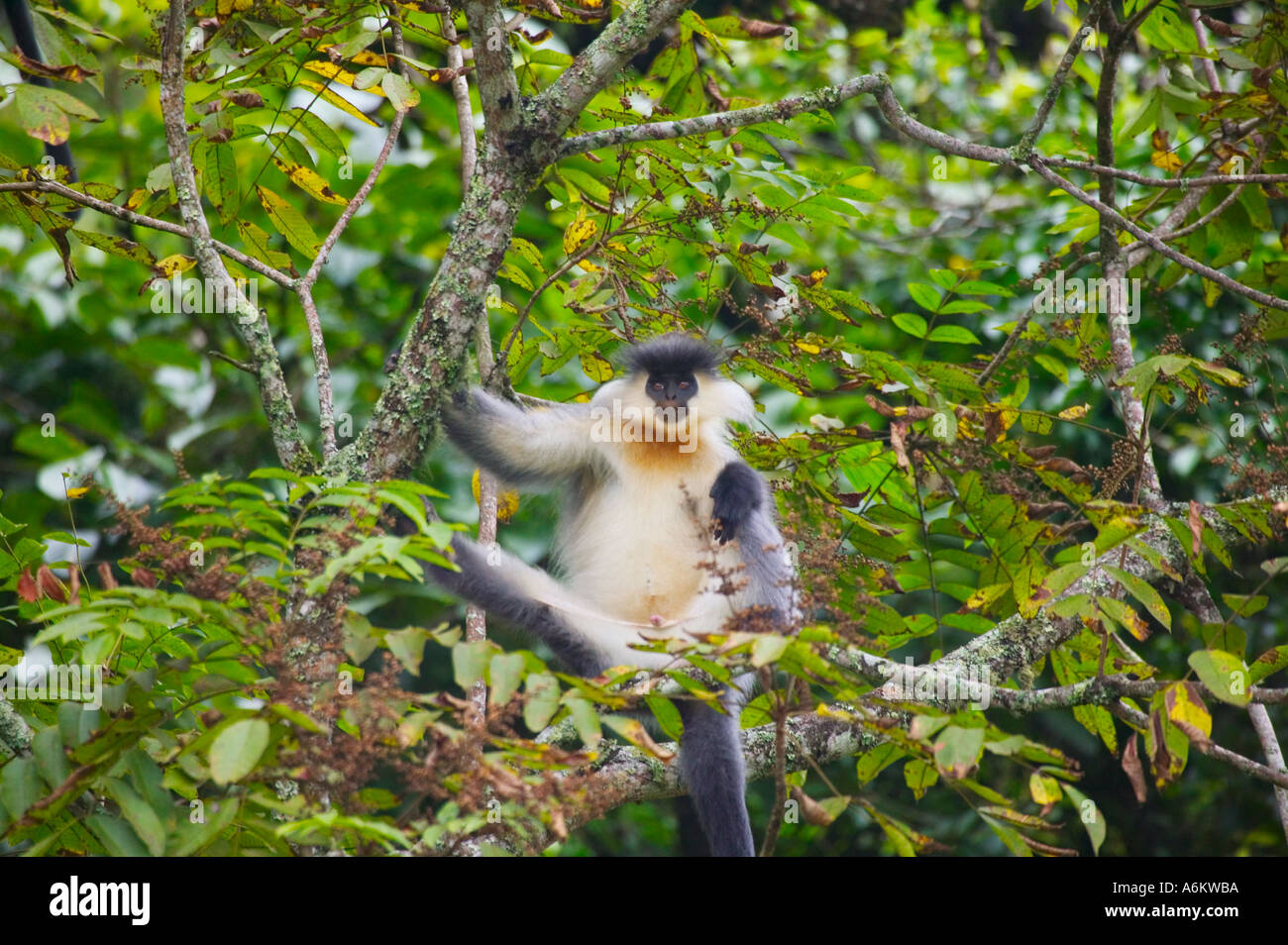 Langur monkey Thrumshing La Pass between Bumthang Mongar Bhutan Stock ...