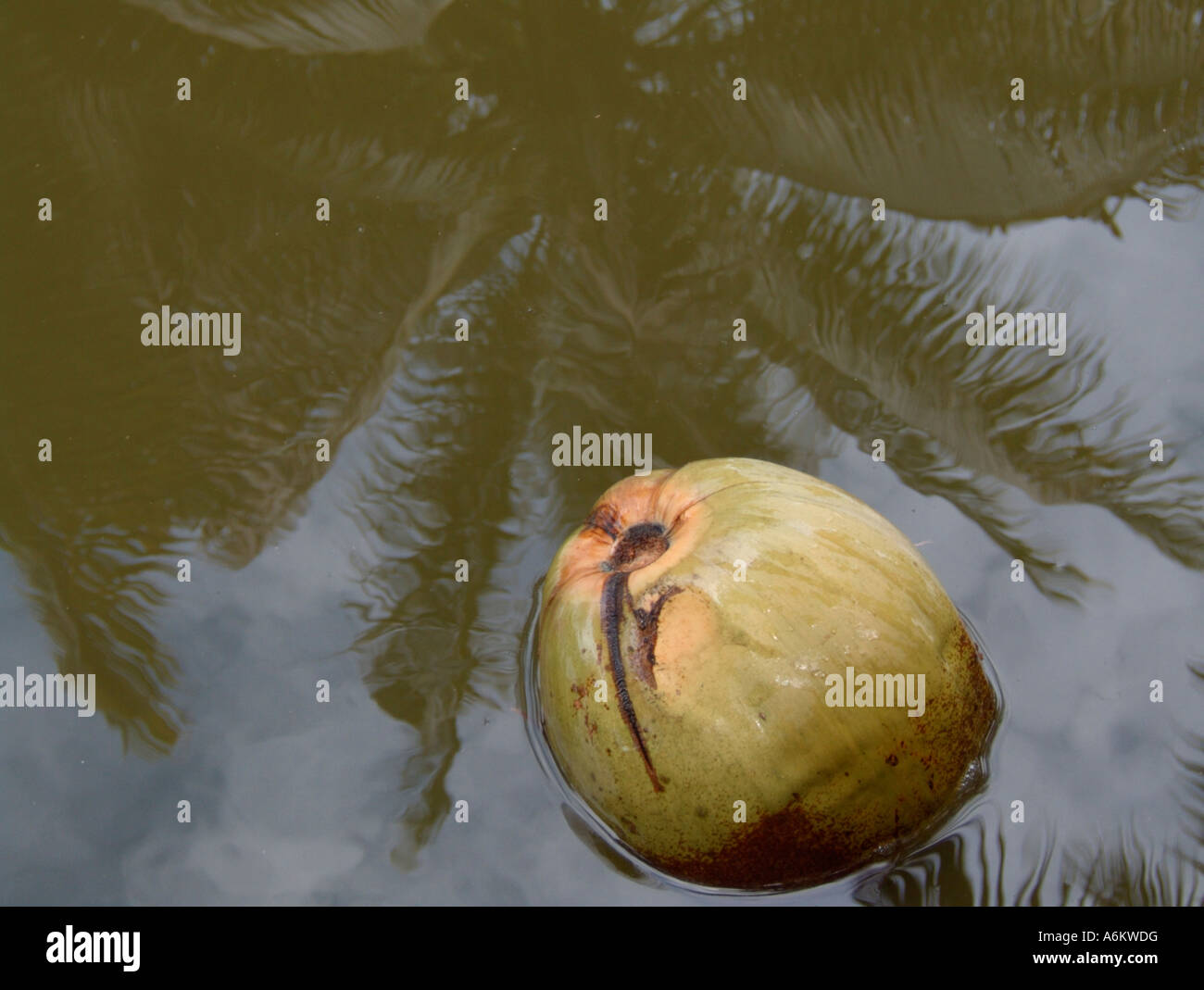 Coconut tree river floating hi-res stock photography and images - Alamy