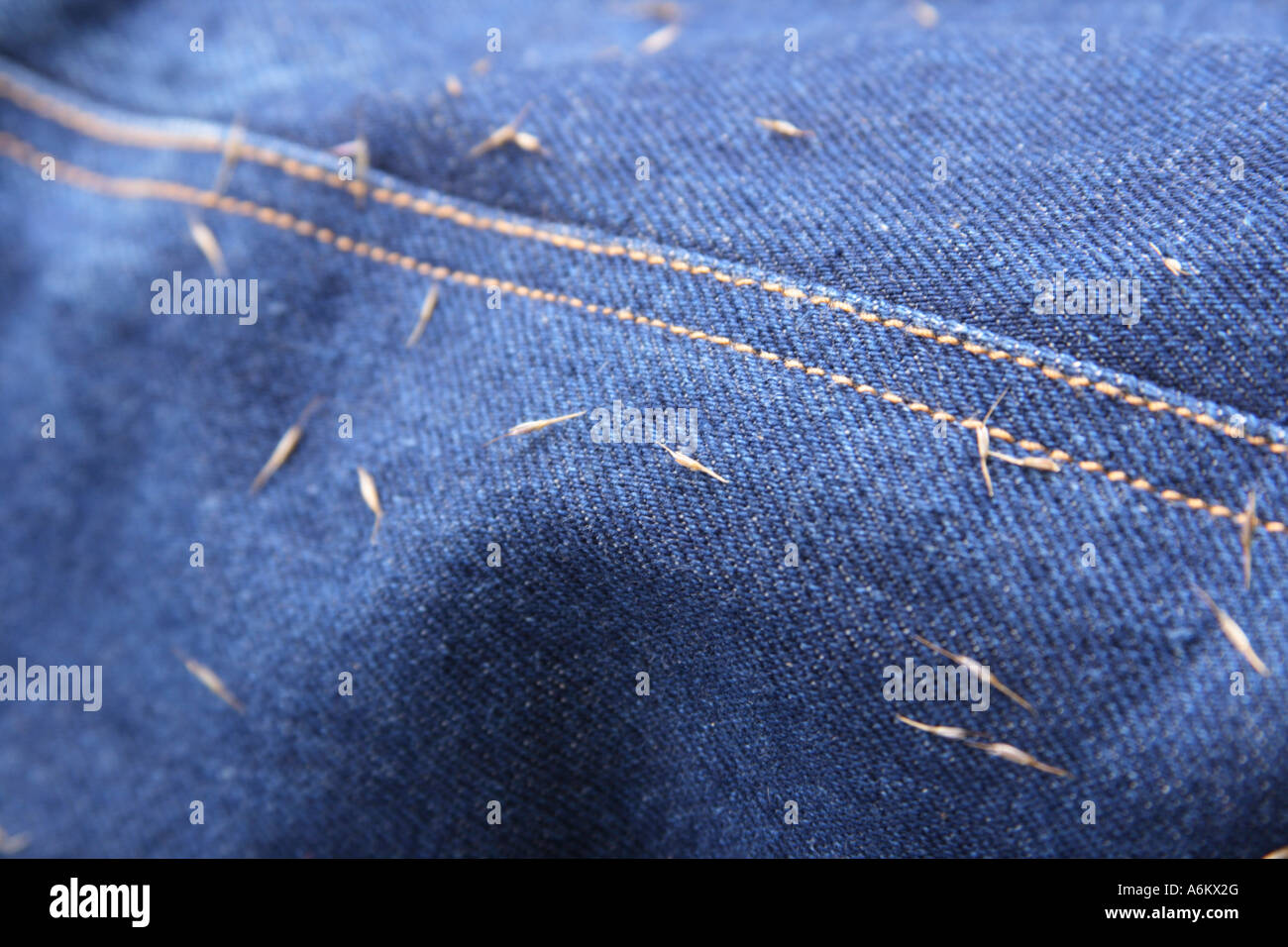 Flower spike jeans hi-res stock photography and images - Alamy