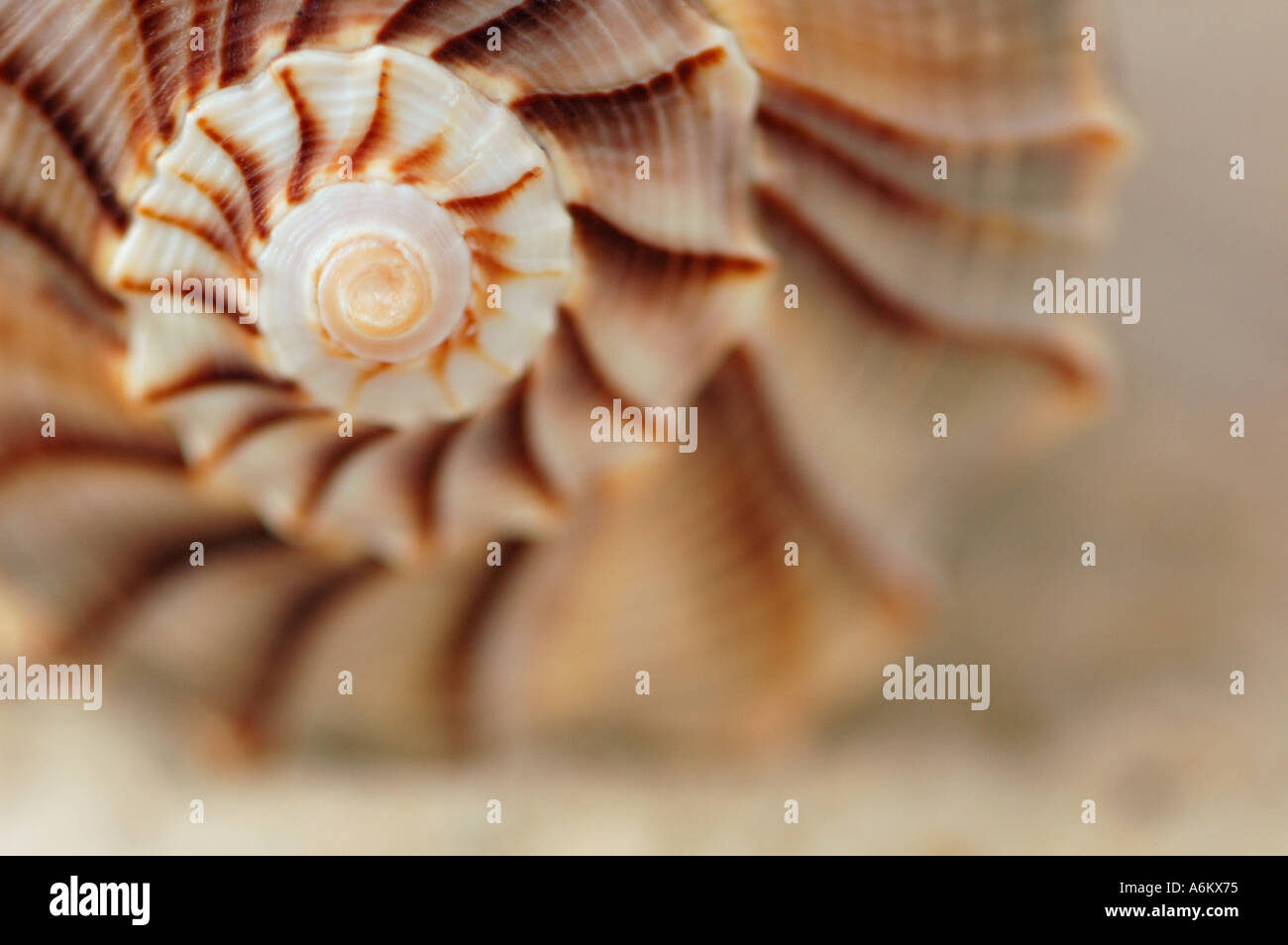 Close up detail photo of a seashell on the beach Stock Photo - Alamy