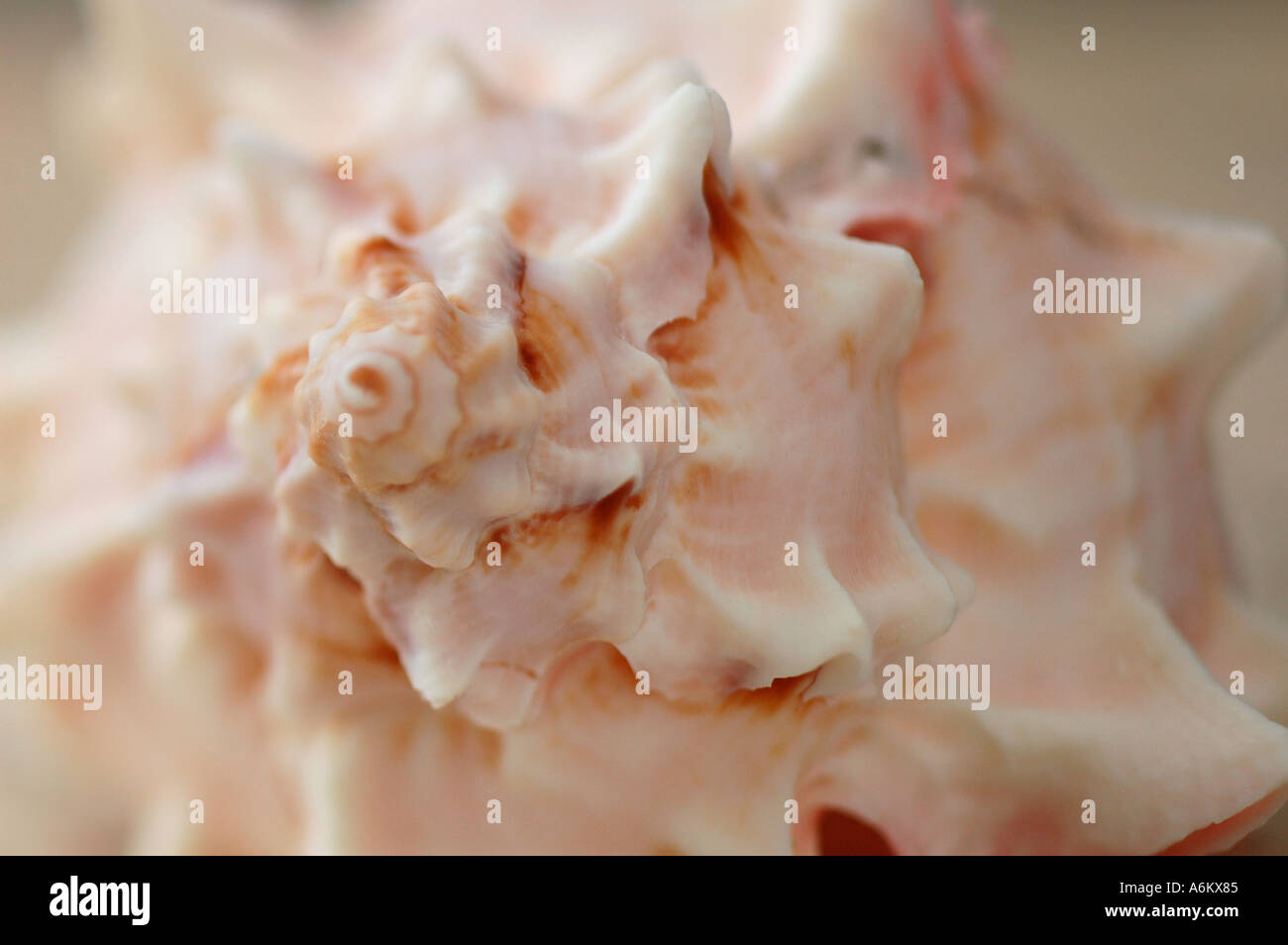 Close up detail photo of a seashell on the beach Stock Photo - Alamy