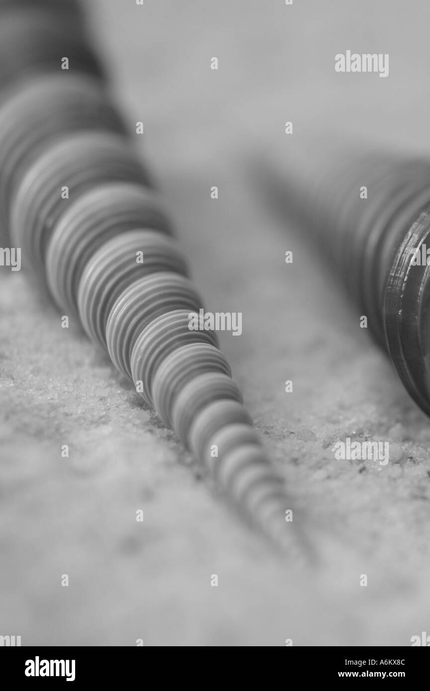 Close up detail photo of a seashell on the beach Stock Photo - Alamy