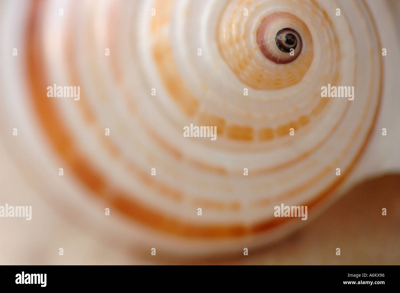 Close up detail photo of a Tonna Allium seashell on the beach Stock ...