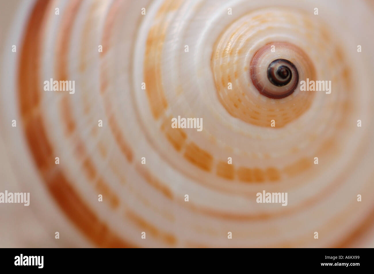 Close up detail photo of a Tonna Allium seashell on the beach Stock ...