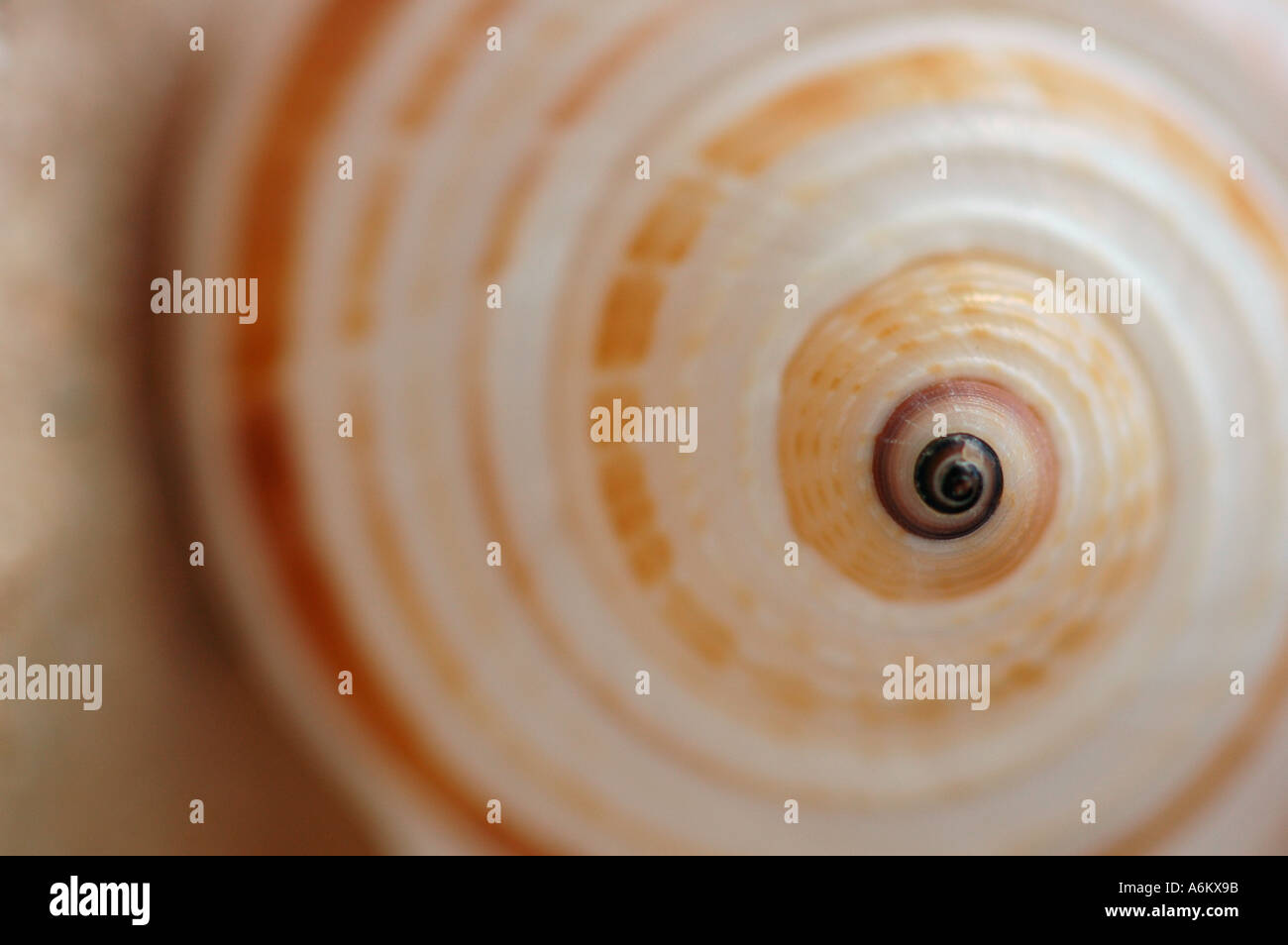 Close up detail photo of a Tonna Allium seashell on the beach Stock ...