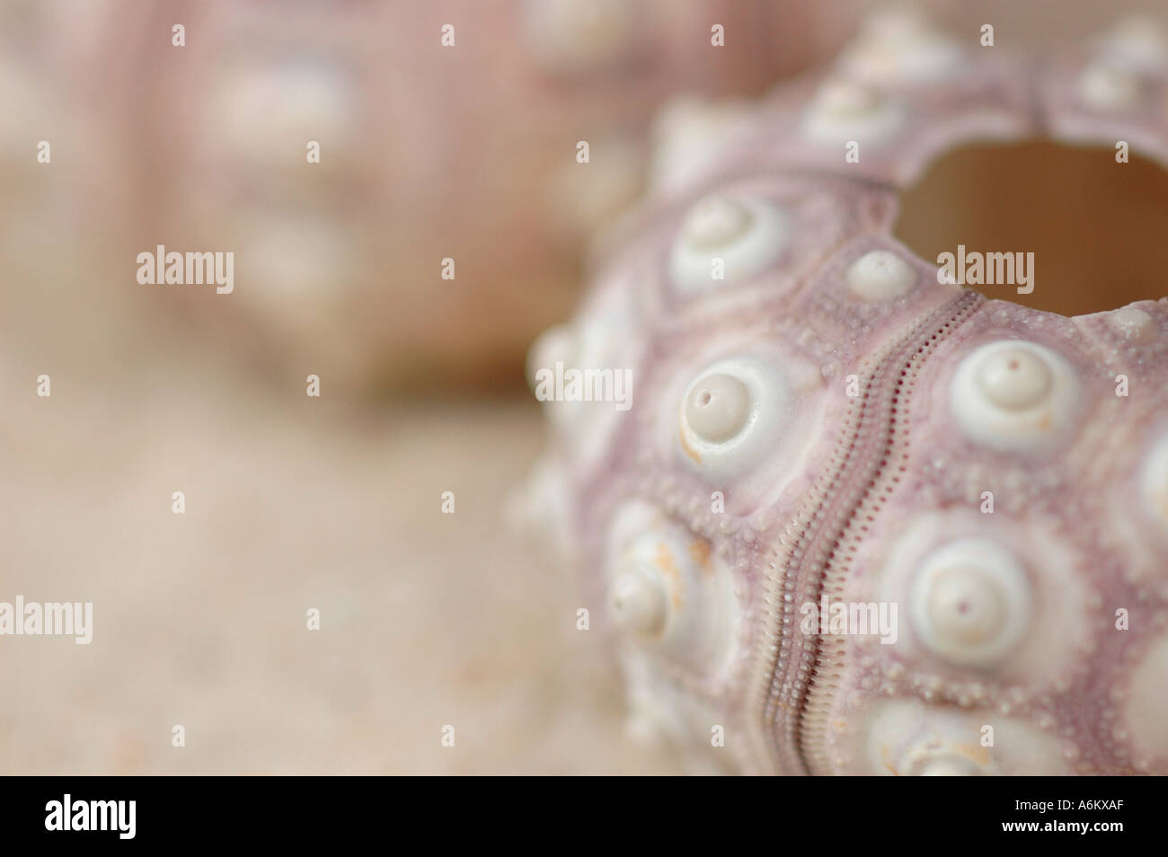 Close up detail photo of a seashell on the beach Stock Photo - Alamy