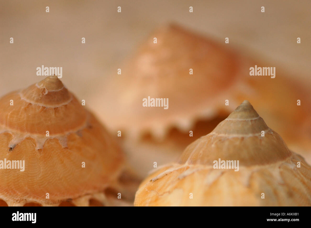 Close up detail photo of a seashell on the beach Stock Photo - Alamy