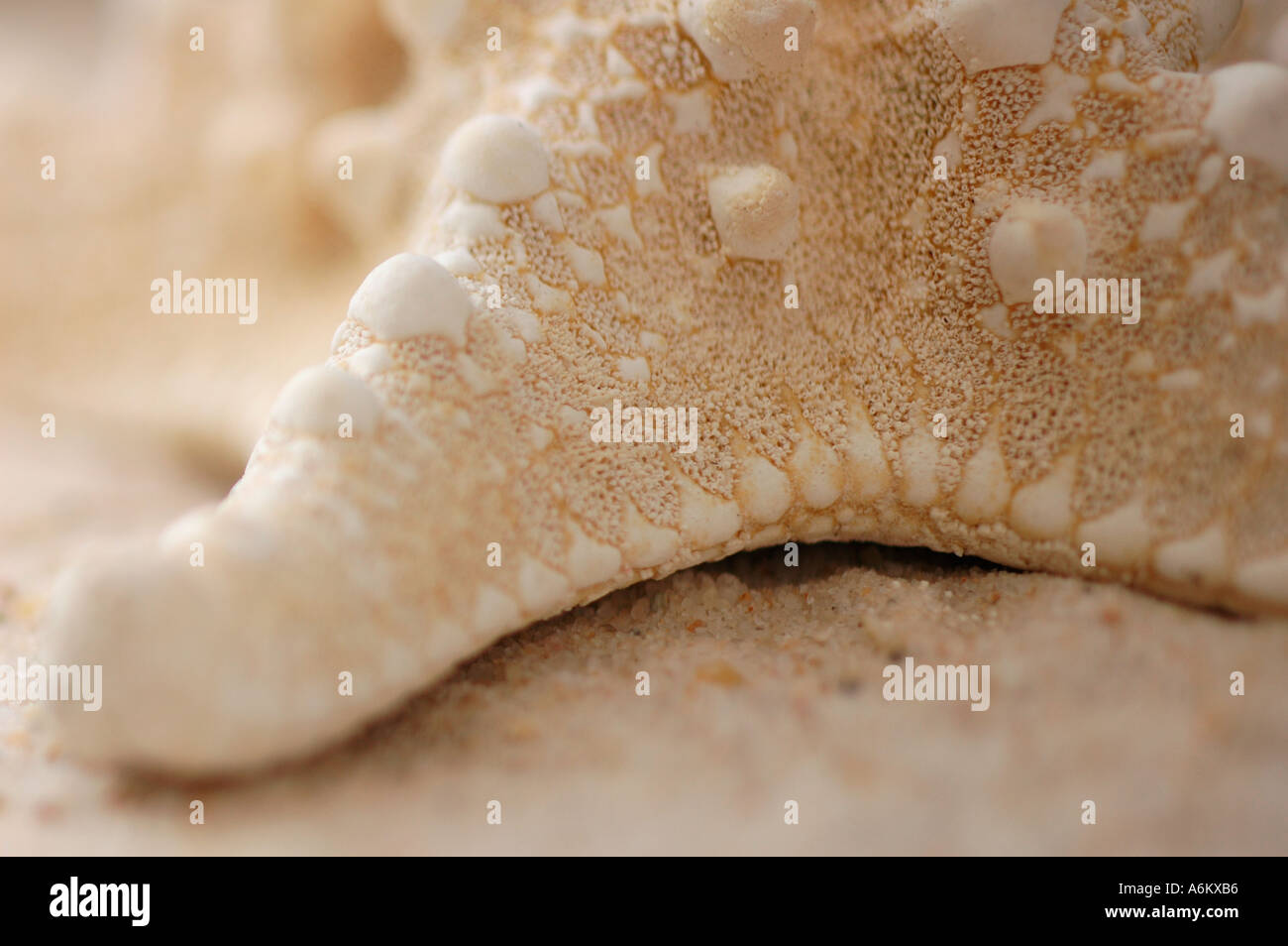 Selective focus seashells starfish hi-res stock photography and images ...