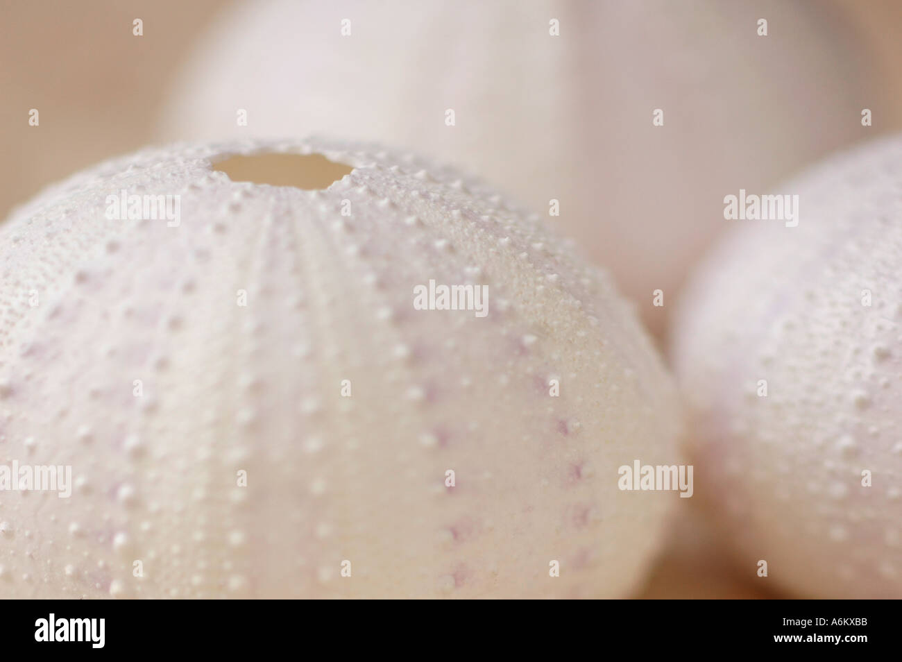 Close up detail photo of a seashell on the beach Stock Photo - Alamy