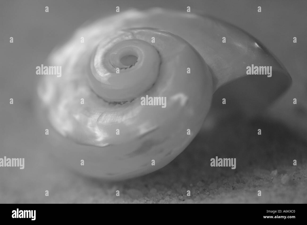 Close up detail photo of a seashell on the beach Stock Photo - Alamy
