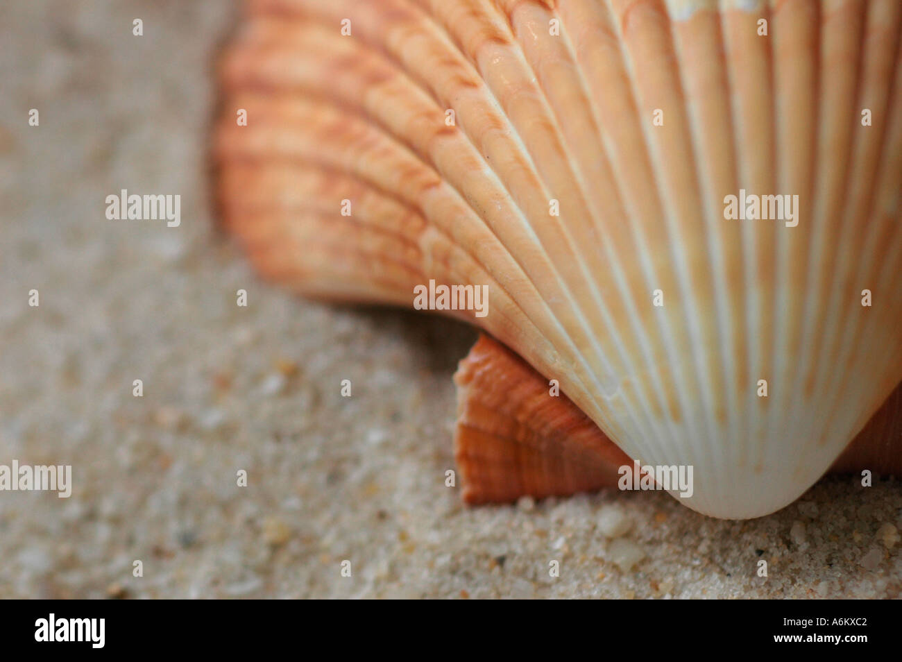 Close up detail photo of a seashell on the beach Stock Photo - Alamy