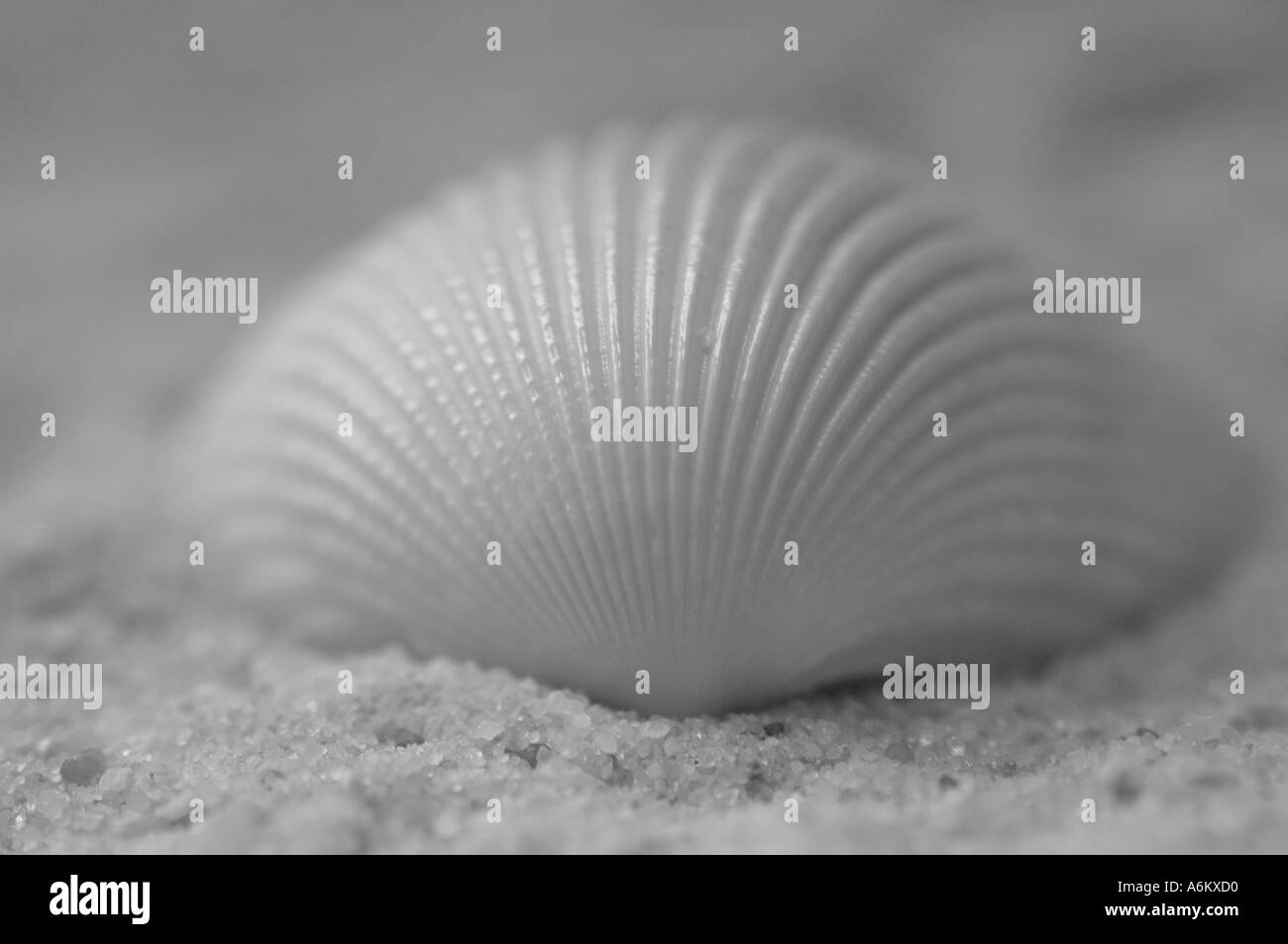 Shell details Black and White Stock Photos & Images - Alamy