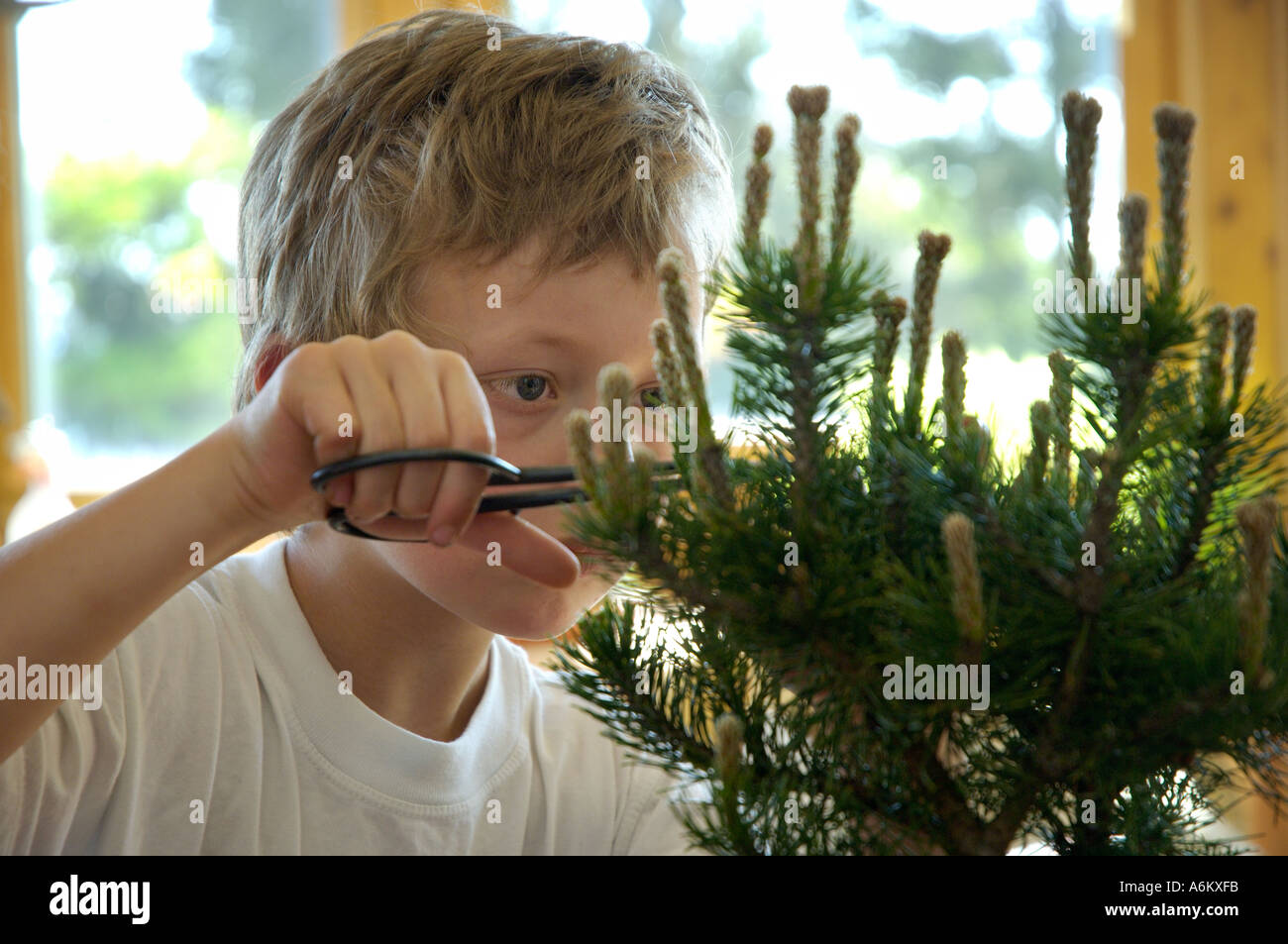 boy cutting cut tree pine tree Stock Photo - Alamy