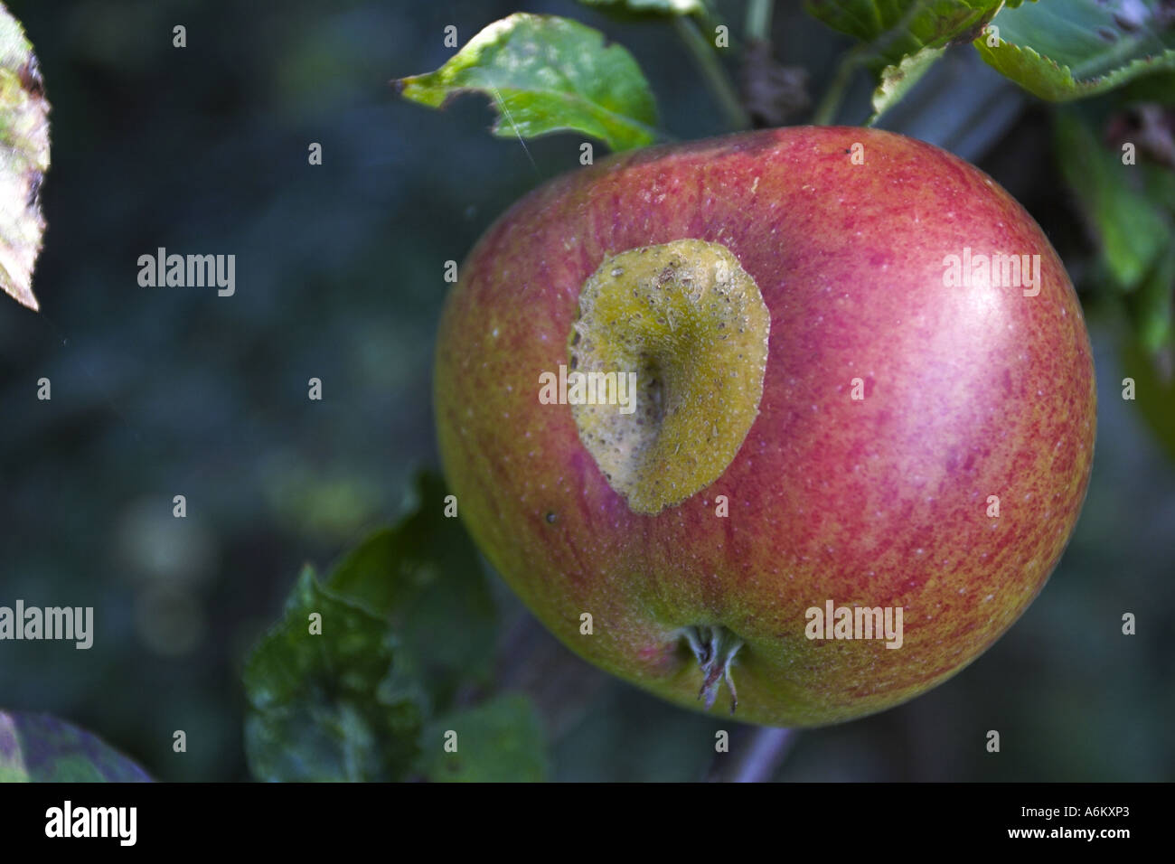 Insect damaged apples hi-res stock photography and images - Alamy