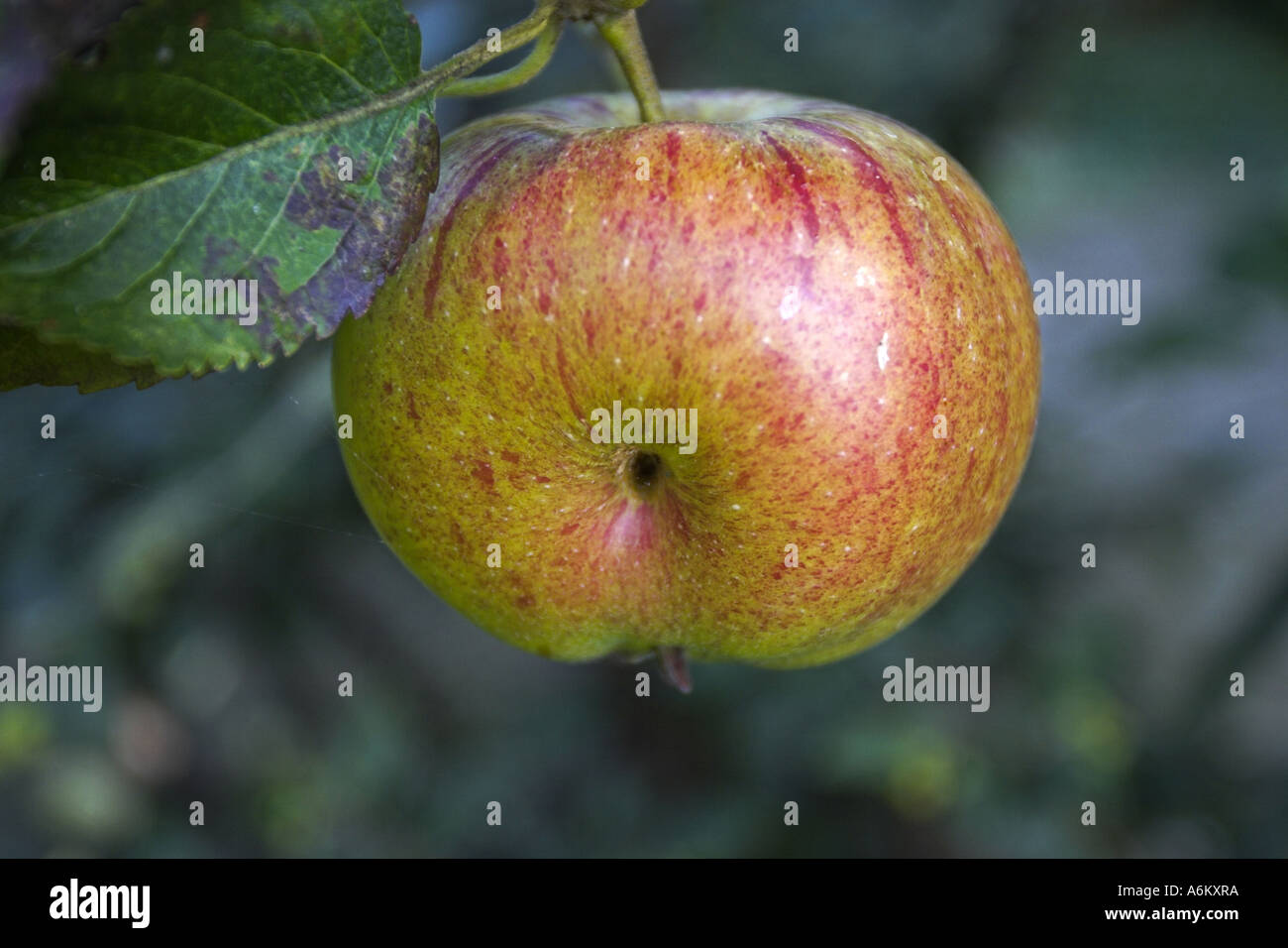 Insect Damaged Apples High Resolution Stock Photography and Images - Alamy