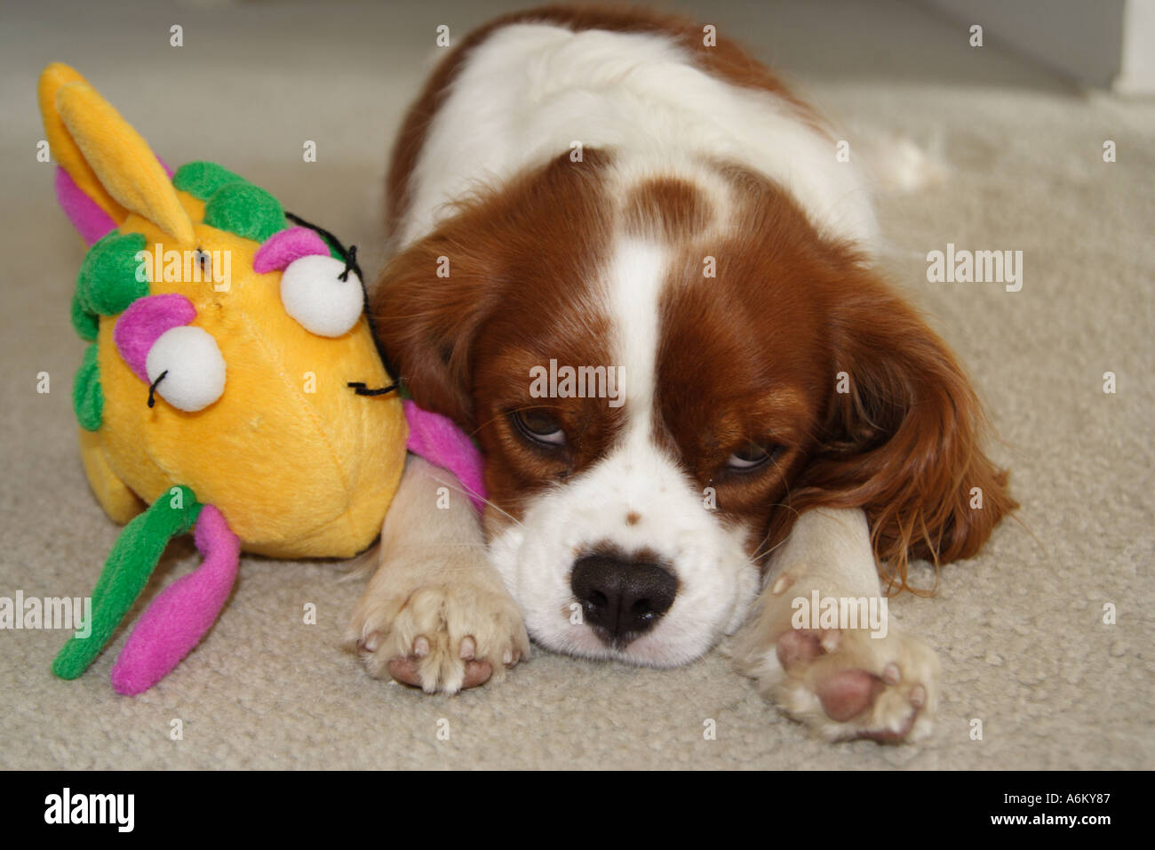 A KING CHARLES CAVALIER SPANIEL PLAYING WITH A DOG TOY BAPD1109 Stock ...
